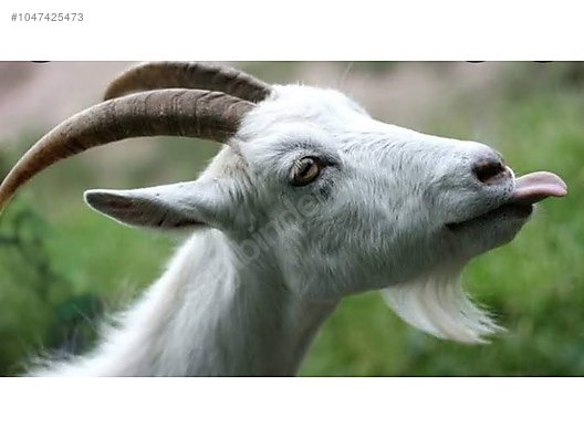 Keçi / MERT ADAK HERBÜTÇEYE UYGUN AKİKA ŞÜKÜR SADAKA KURBANI KESİM ...