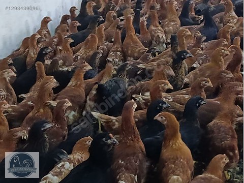 Tavuk / TÜRKİYE GENELİ SAĞLIKLI ATAKS LOHMAN LİGORİN SUSSEX ŞE ...