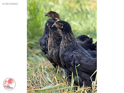 Tavuk / VETERİNER HEKİMDEN KLAVUZDA LOHMAN LİGORİN ATAKS BLACK NİCK İRT ...