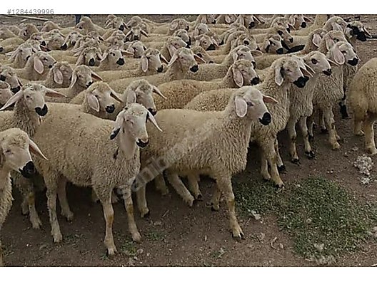 Kuzu / GÖRÜNTÜLÜ ARAYIN VEKALETLERİNİZİ BİRLİKTE KESELİM sahibinden ...