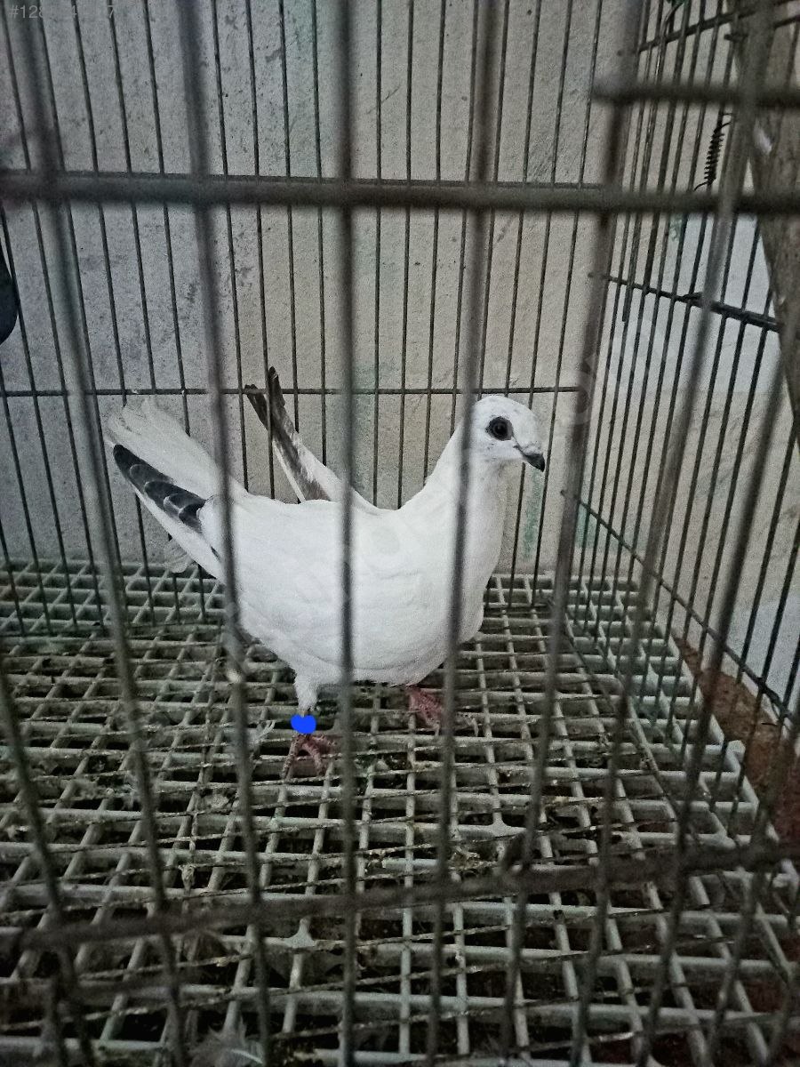 Güvercin / golyak dişi sahibinden.comda - 1283441917