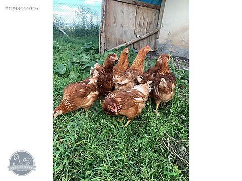 Tavuk / TÜRKİYE GENELİ SAĞLIKLI ATAKS LOHMAN LİGORİN SUSSEX ŞE ...