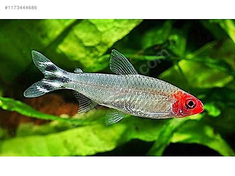 American Tetras / Red Nose Tetra / Red Nose Tetra XL( Rummy Nose ...