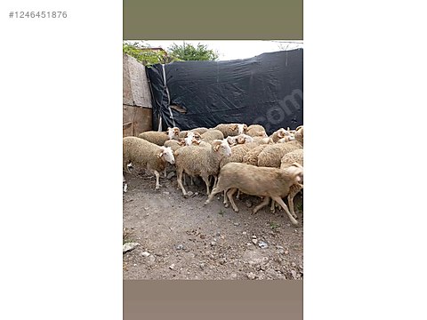 Koç / HER BÜTÇEYE UYGUN KURBANLIK KÜÇÜKBAŞ HAYVAN sahibinden.comda ...