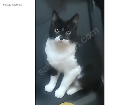 Kedi / Smokin / smokin kısır dişi sahibinden.comda - 1232452512