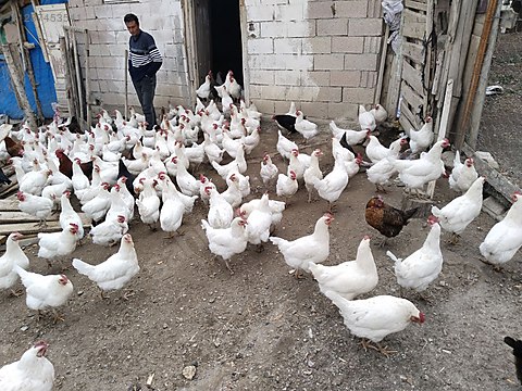 Tavuk / 180 adet ligorin satılık yumurta tavuğu sahibinden.comda ...