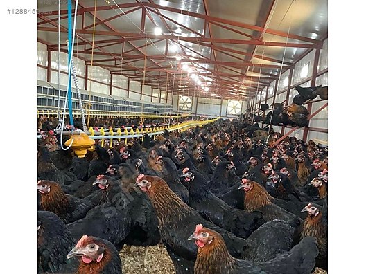 Tavuk / KLAVUZA YAKIN LOHMAN ATAX TİNDET AŞILI TAVUKLAR sahibinden ...