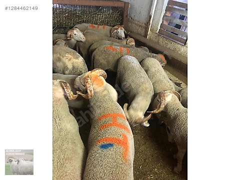 Koç / KARTAL ENES ADAK KOÇ FİYATLARI 5000 TL sahibinden.comda - 1284462149