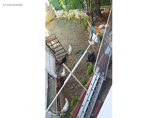 Tavuk / Genç yumurtaya yeni başlayan Ataks ve Ligorin Tavuklar ...