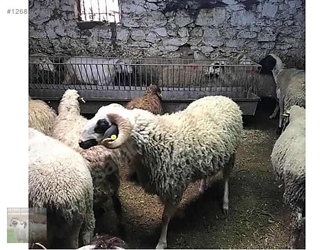 Koç / ENES KOÇ ADAK KURBAN FİYATLARI 5500 TL sahibinden.comda - 1268465416