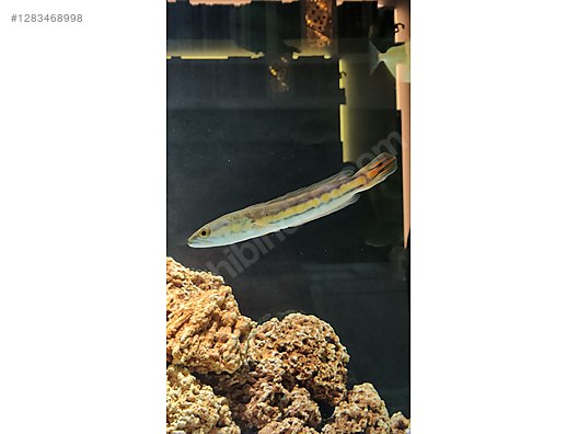 Arowanalar / Silver / Channam maureles dev yılanbaş 20cm sahibinden.comda - 1283468998