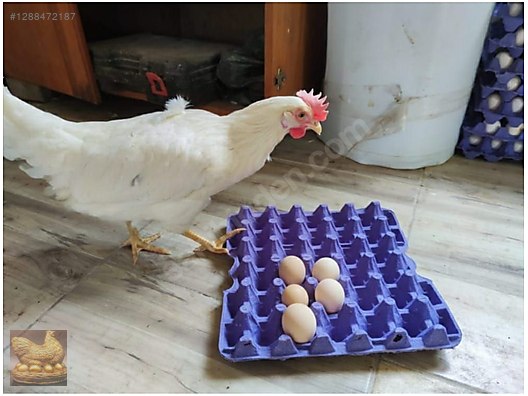 Tavuk / EN AZ ALIM 50 ADET ATAKS SUSSEX SANDY TİNTED LOHMAN BLAKE NİCK ...