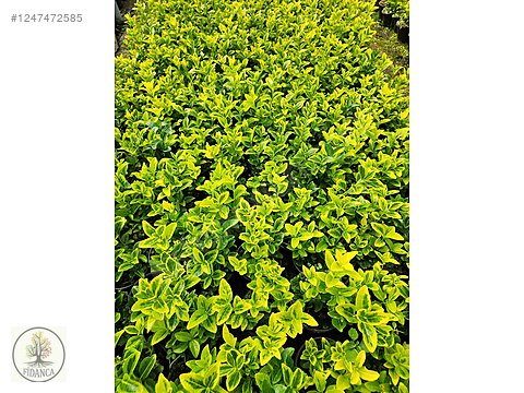 15-20 CM ALTUNİ TAFLAN ÇİT BİTKİSİ sahibinden.comda - 1247472585