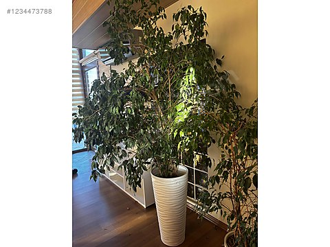 Benjamin bitkisi sahibinden.comda - 1234473788