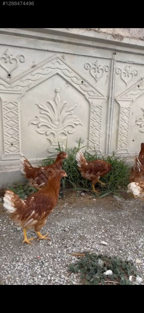 Tavuk / ÜRETİCİDEN ATAKS LOHMAN TİNDET SANDY LİGORİN KAPIDA ÖDEME 50 Ad ...