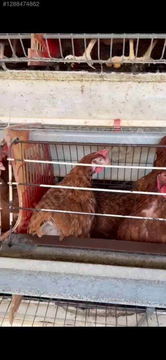 Tavuk / ÜRETİCİDEN ATAKS LOHMAN TİNDET SANDY LİGORİN KAPIDA ÖDEME 50 Ad ...