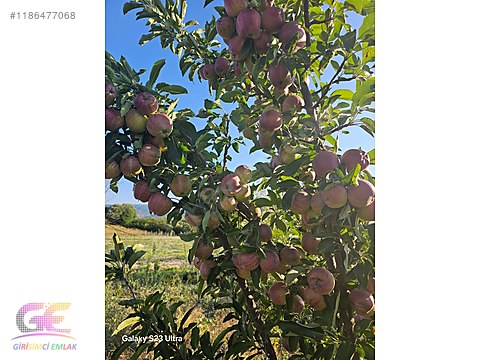 GİRİŞİMCİ'DEN AFYON SULTANDAĞI ÇAMÖZÜNDE 6820 M2 MEYVA BAHÇESİ ...