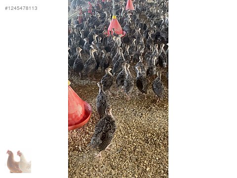 Hindi / Salma Hindi çeşitleri Mevcut Ücretsiz kapıya teslim her ile ...