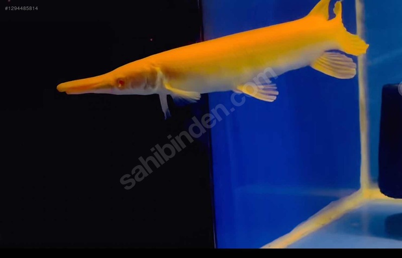 Sazansıgiller / Timsah Balığı / (Videolu ) Golden alligatör gar 21 23 ...