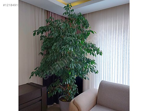 Canlı Benjamin Bitkisi sahibinden.comda - 1218491372