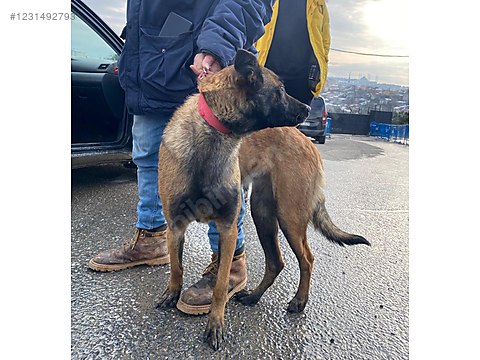 Köpek / Melez / Ücretsiz Alman Melez Acil Yuva Arıyoruz sahibinden ...