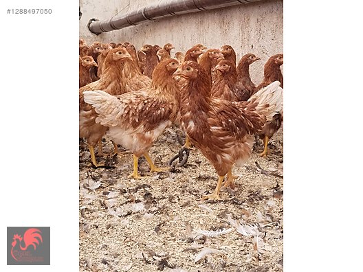 Tavuk / EN AZ 50 KLAVZUDA ATAKS BLACK NİCK LOHMAN TİNTED LİGORİN ...