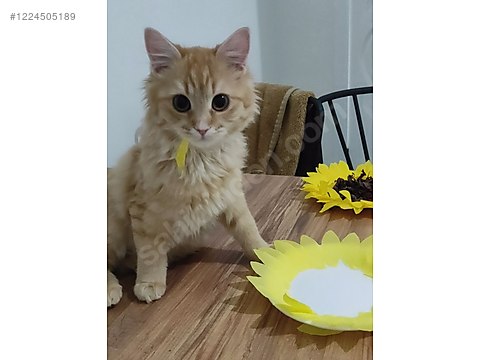 Kedi / Sarman / Uzun Tüylü Sarman sahibinden.comda - 1224505189