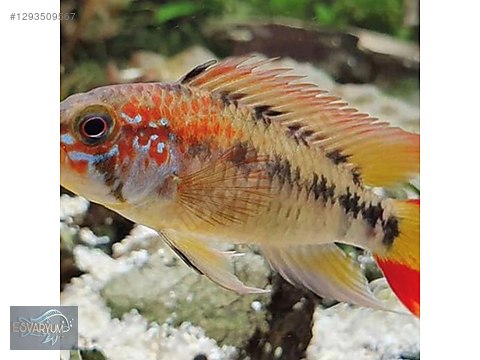 Cichlidler / Apistogramma / Esvaryum'dan apistogramma red shoulder 1e ...