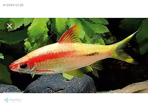 Sazansıgiller / Barbus Schwanenfeldii / Golden Denisoni -AquaWay'den ...