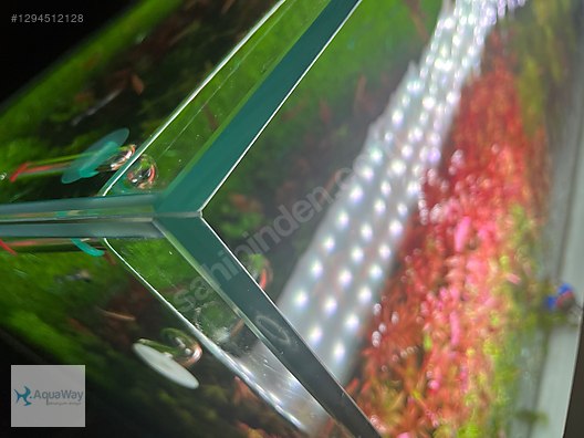 Sazansıgiller / Barbus Schwanenfeldii / Golden Denisoni -AquaWay'den ...