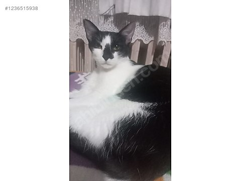 Kedi / Smokin / o bir prenses sahibinden.comda - 1236515938