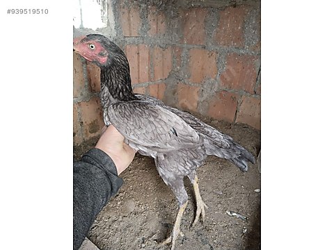 Tavuk / Tavuk, horoz, mavici, hint sahibinden.comda - 939519510
