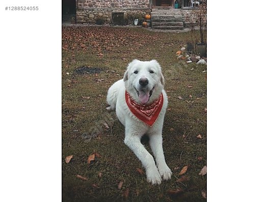 Köpek / Akbaş / Golden Akbaş Melezi Mükemmel Uyum Yuva Arıyor ...