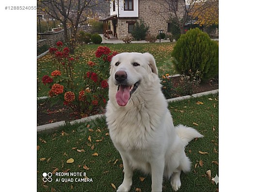 Köpek / Akbaş / Golden Akbaş Melezi Mükemmel Uyum Yuva Arıyor ...