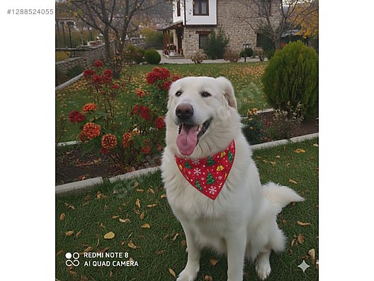 Köpek / Akbaş / Golden Akbaş Melezi Mükemmel Uyum Yuva Arıyor ...