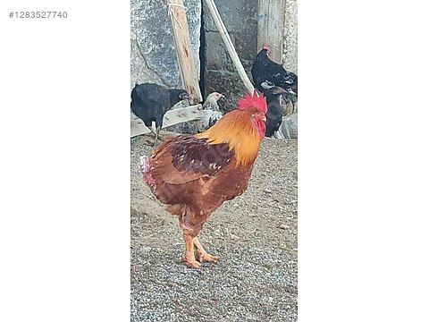 Tavuk / KLAVUZA YAKIN LOHMAN ATAX TİNDET LİGORİN AŞILI TAVUKLAR ...