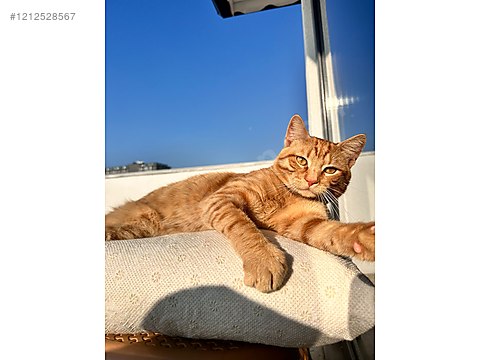 Kedi / Tekir / Sevgi Dolu ve Sağlıklı Yavru Kedi Ligosa Kalıcı Bir Yuva ...