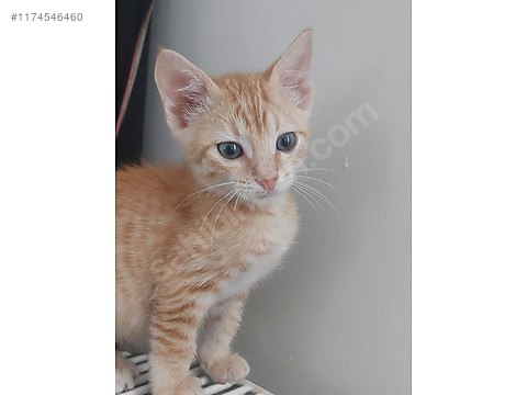 Kedi / Sarman / 8 haftalık erkek sarman yavru sahibinden.comda - 1174546460