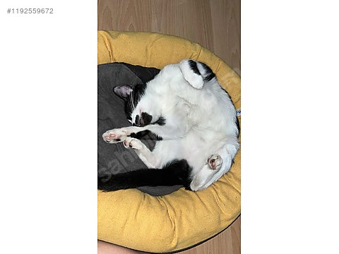 Kedi / Tekir / Siyah beyaz kedi sahibinden.comda - 1192559672