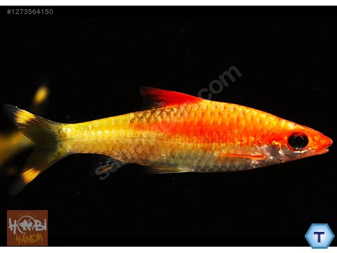 Sazansıgiller / Barbus Schwanenfeldii / Barb Puntius Denisonii (Kırmızı ...