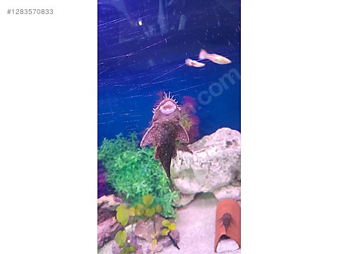 Vatoz & Kedi Balıkları / Albino Vatoz / erkek ve disi cuce vatoz ...