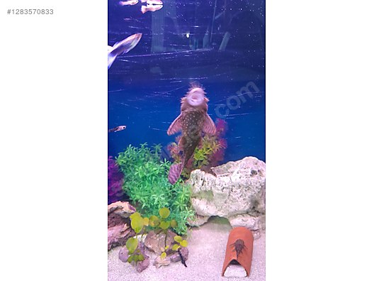 Vatoz & Kedi Balıkları / Albino Vatoz / erkek ve disi cuce vatoz ...