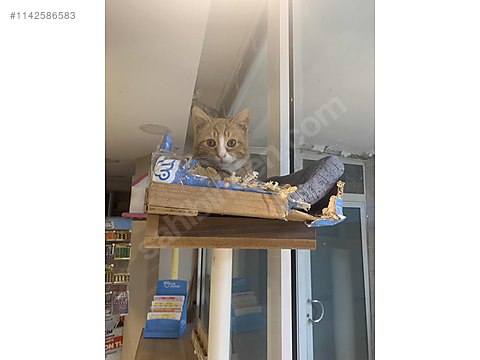 Kedi / Sarman / Yavru Sarman sahibinden.comda - 1142586583