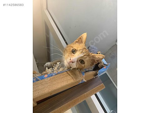 Kedi / Sarman / Yavru Sarman sahibinden.comda - 1142586583