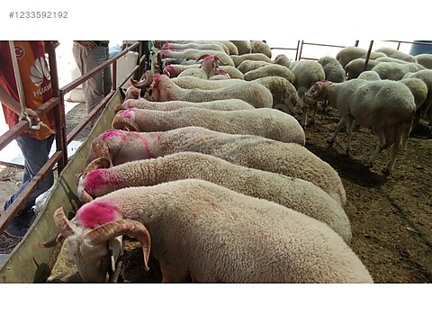 Koç / Adaklık Hayvan sahibinden.comda - 1233592192