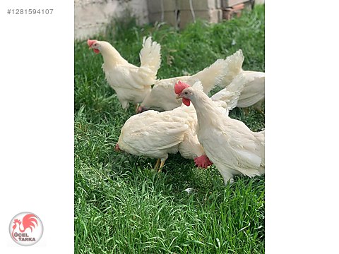 Tavuk / VETERİNER HEKİMDEN ATAKS TİNTED LİGORİN LOHMAN BROWN İR ...