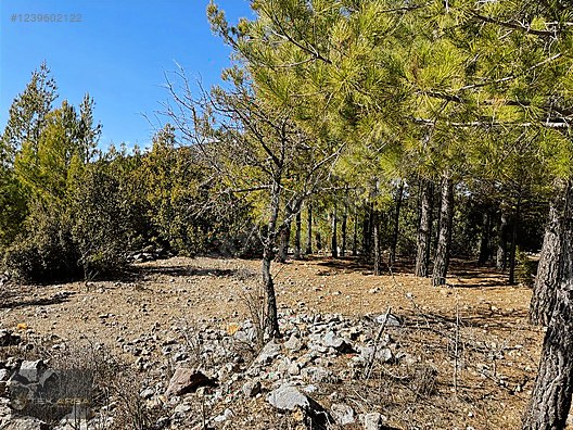 TEK ARSA`dan DENİZLİ TAVAS GÖKÇELER KÖYÜNDE 717 mt2 MÜSTAKİL - Satılık ...