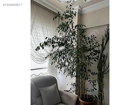 Benjamin bitkisi 2,5 metre sahibinden.comda - 1224604817