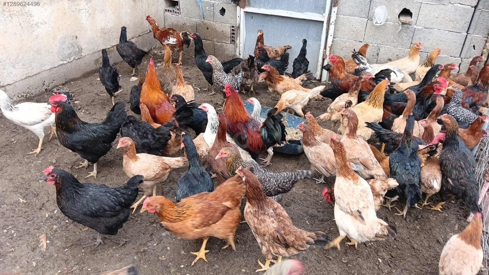 Tavuk / KLAVUZA YAKIN LOHMAN ATAX TİNDET AŞILI TAVUKLAR sahibinden ...