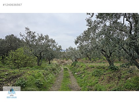 ERDEK NARLI'DA RÜZGAR GÜLLERİNİN ALTINDA VERİMLİ ZEYTİNLİK - Satılık ...